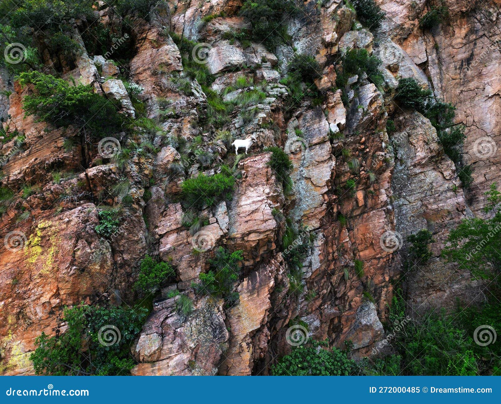 Mountain Goat Standing on Steep Rocks on a Cliff Stock Image - Image of ...