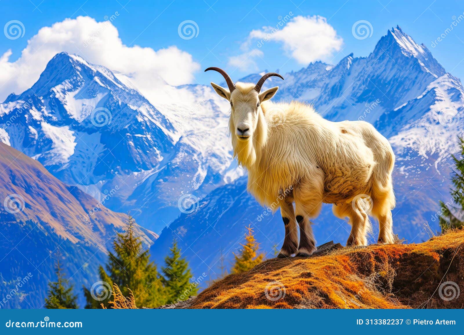 Mountain Goat Standing on Top of a Hill Stock Image - Image of ...