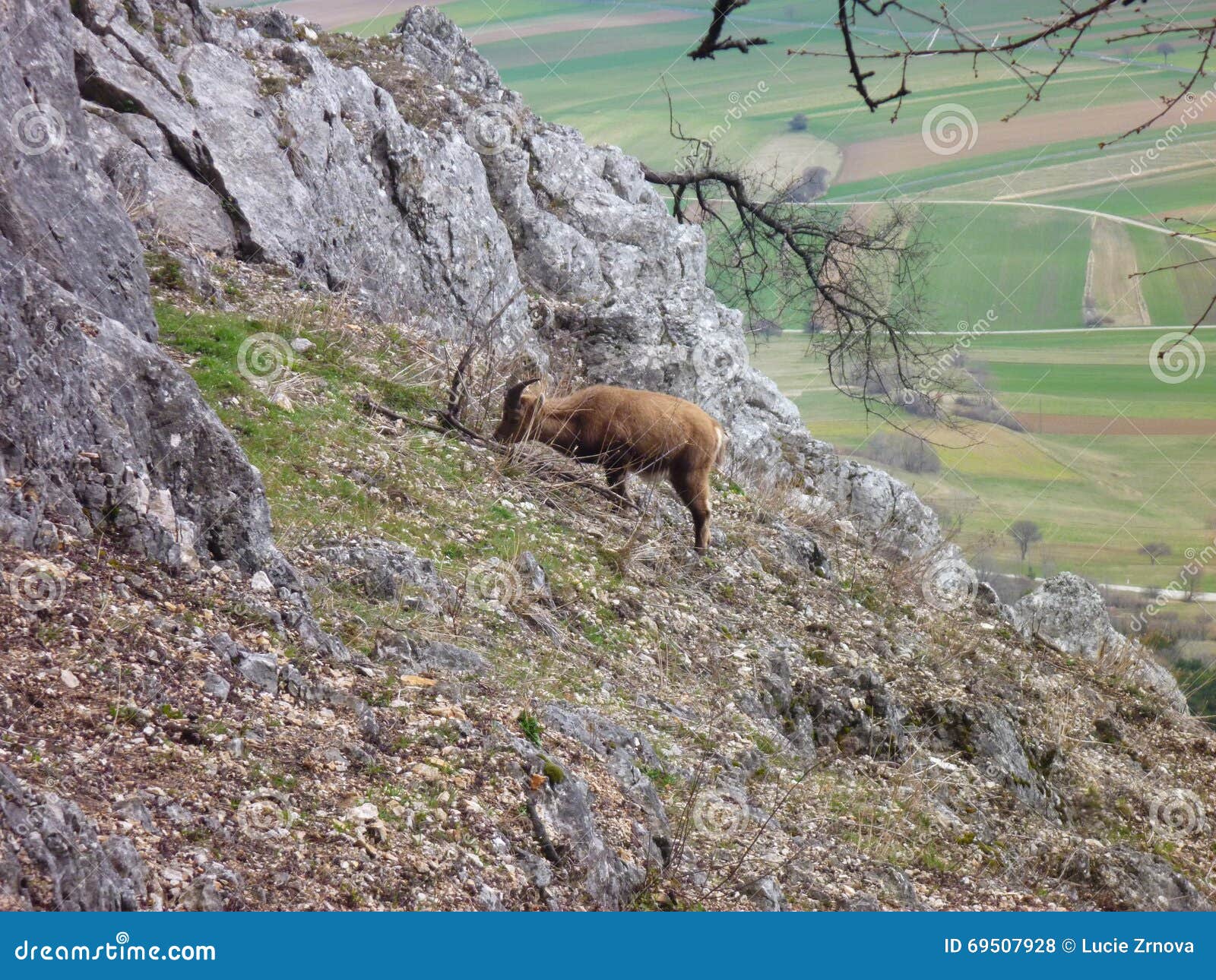 Mountain Goat in a Steep Slope Under a Rock Stock Photo - Image of peak ...