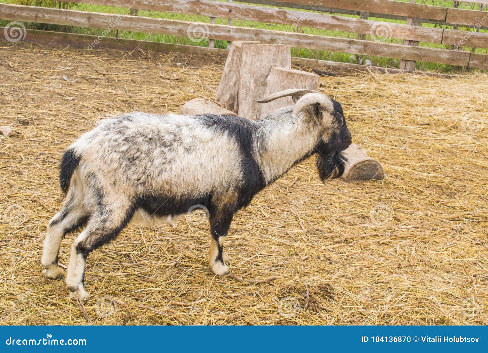 The Mountain Goat Stretched Out. Stock Photo - Image of goatwool ...