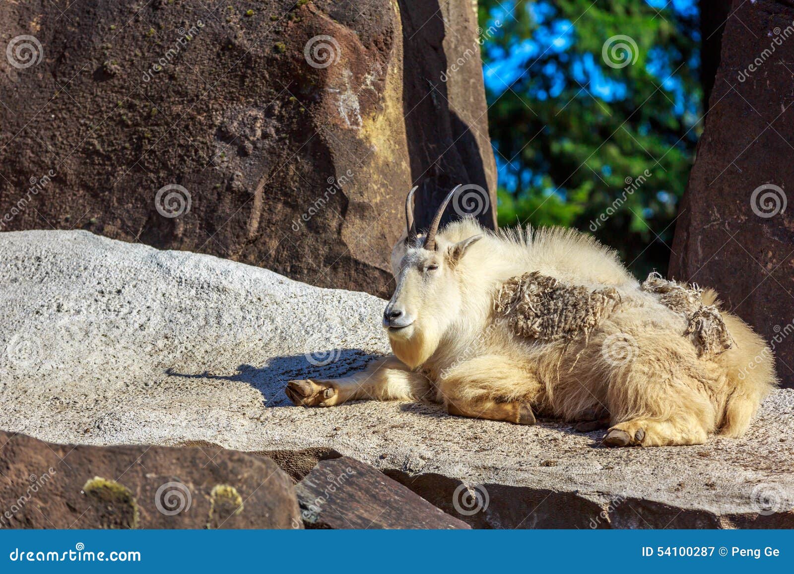 Goat Sunbathing Stock Photos - Free & Royalty-Free Stock Photos from ...