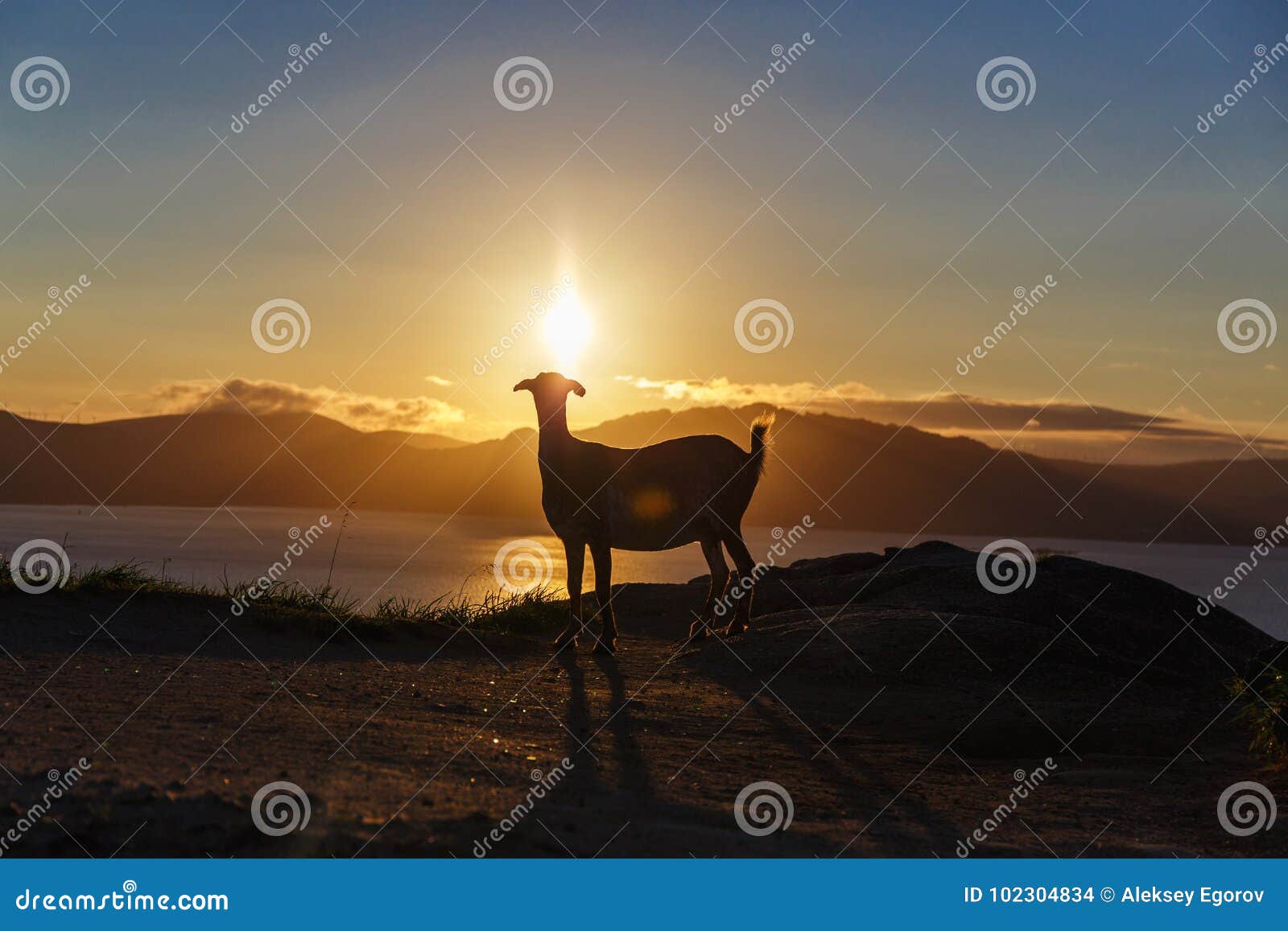 Mountain goat at sunrise stock photo. Image of sheep - 102304834
