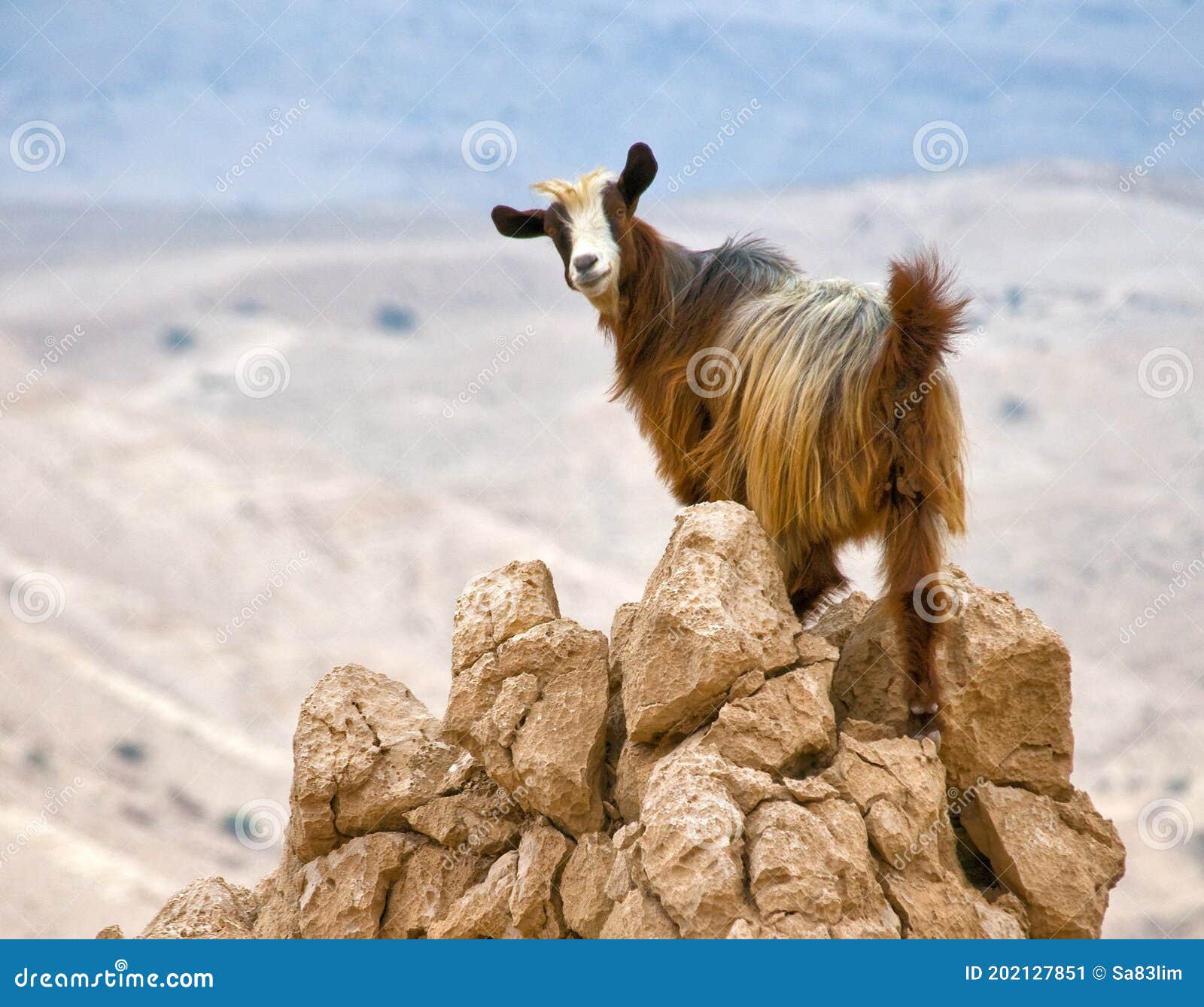 Mountain Goat on Top of the Cliff Stock Image - Image of rocks, animal ...