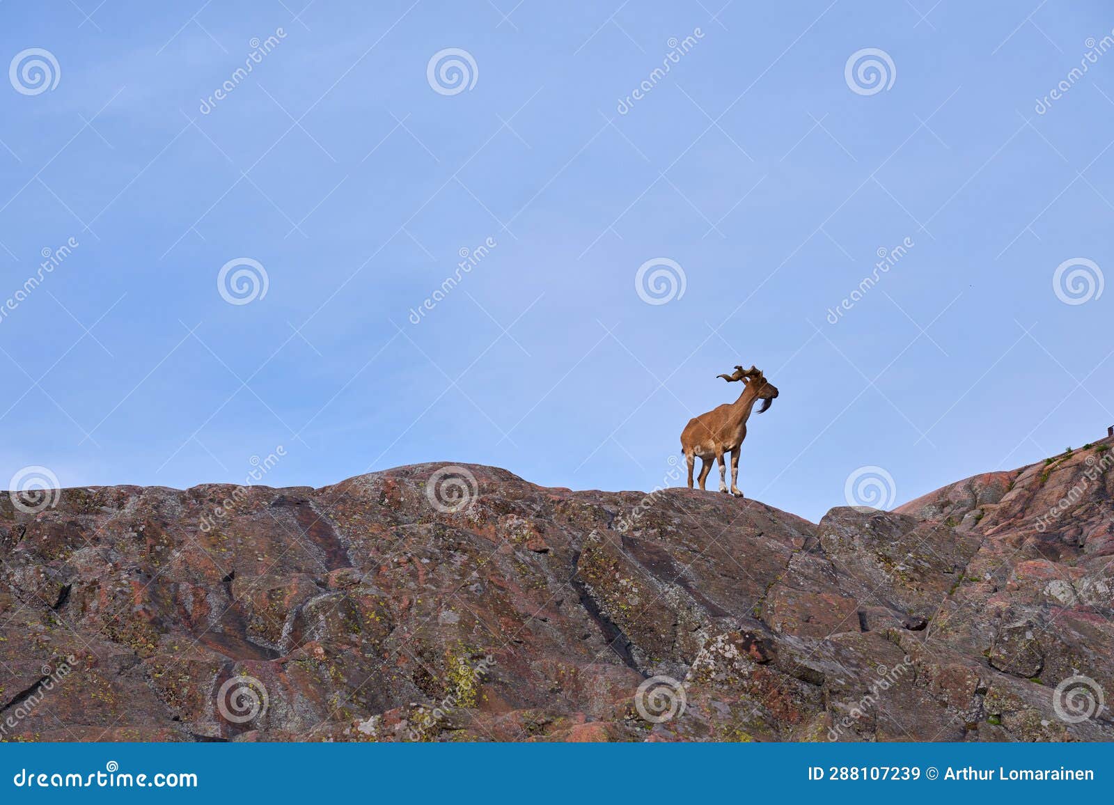 Mountain Goat on Top of a Cliff. Stock Image - Image of horned ...
