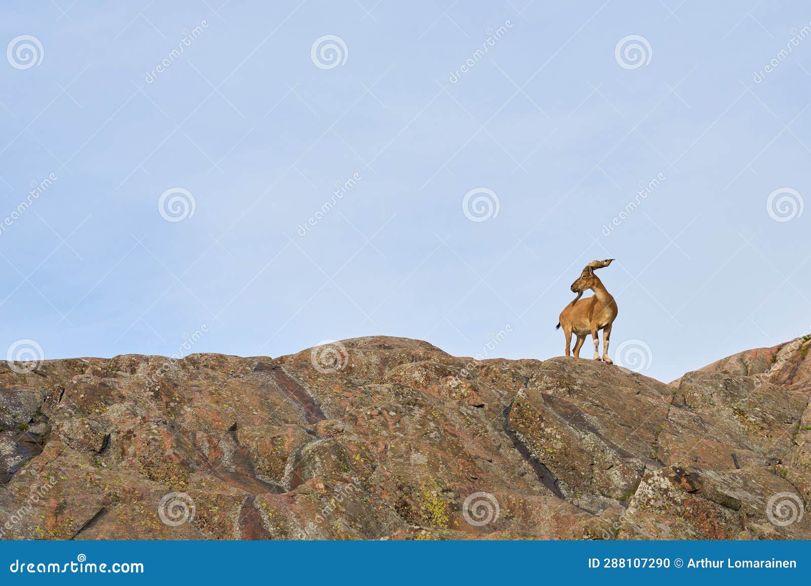 Mountain Goat on Top of a Cliff. Stock Photo - Image of wildlife ...