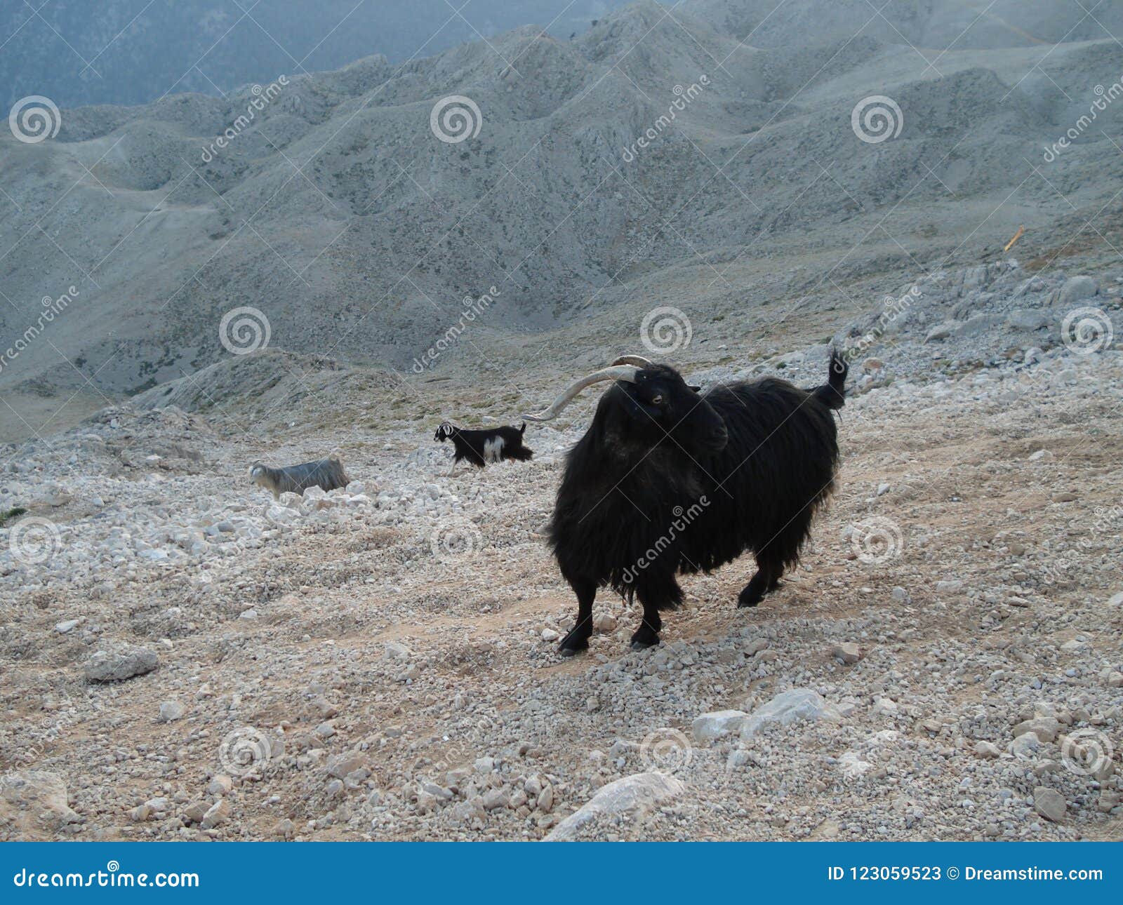 Mountain goat in Turkey stock image. Image of nature - 123059523