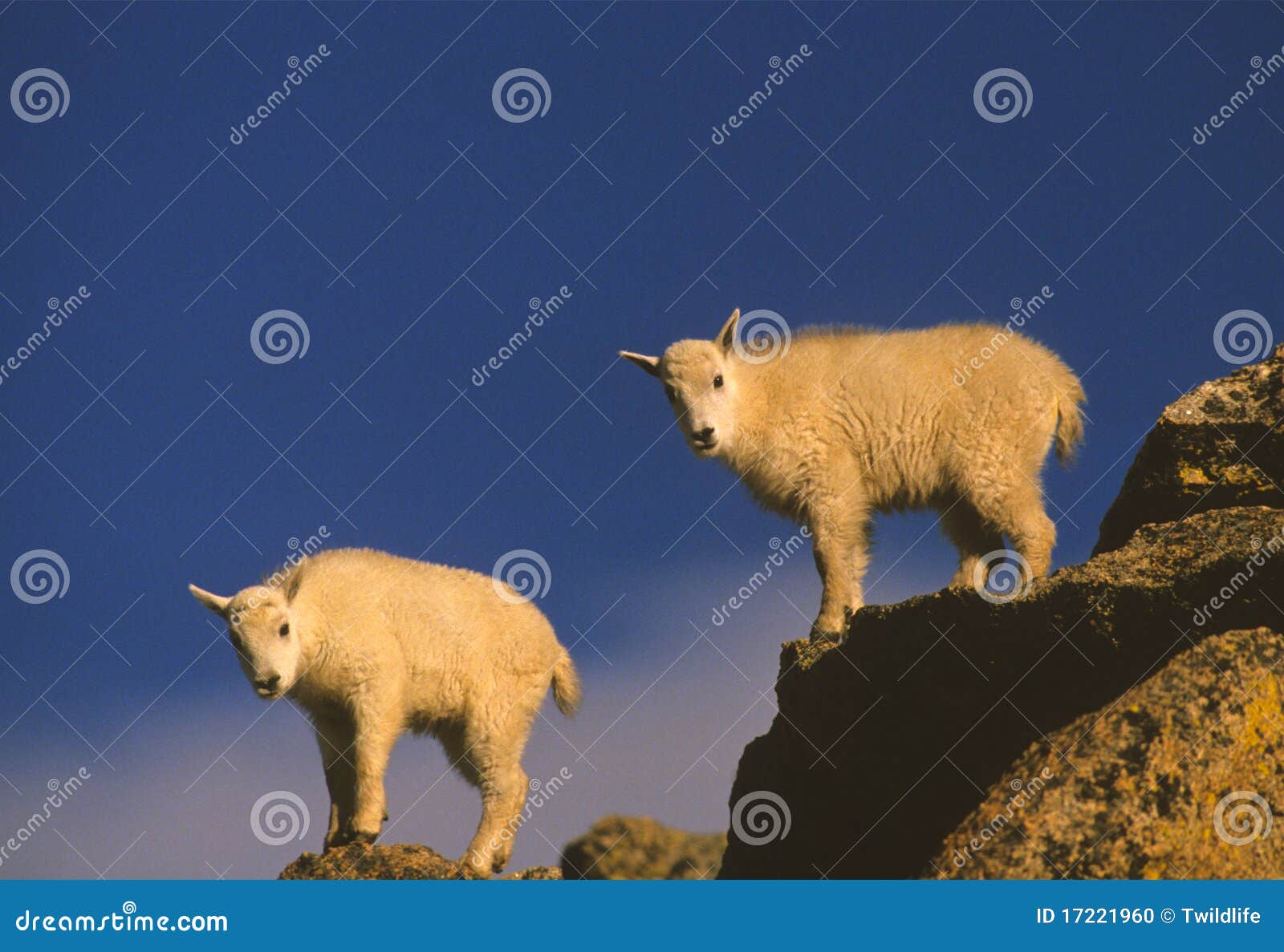 Mountain Goat Twin Kids stock photo. Image of baby, west - 17221960