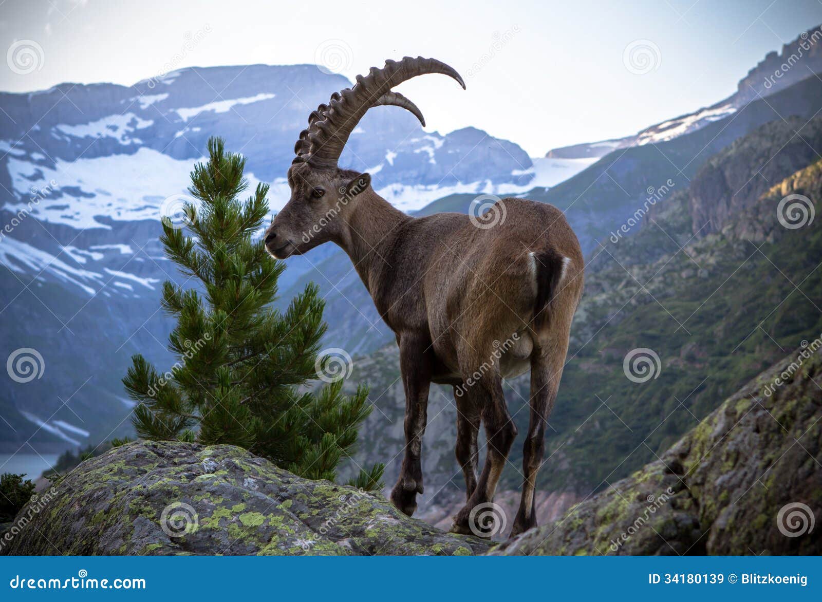 Mountain Goat stock image. Image of hoofed, haute, alps - 34180139