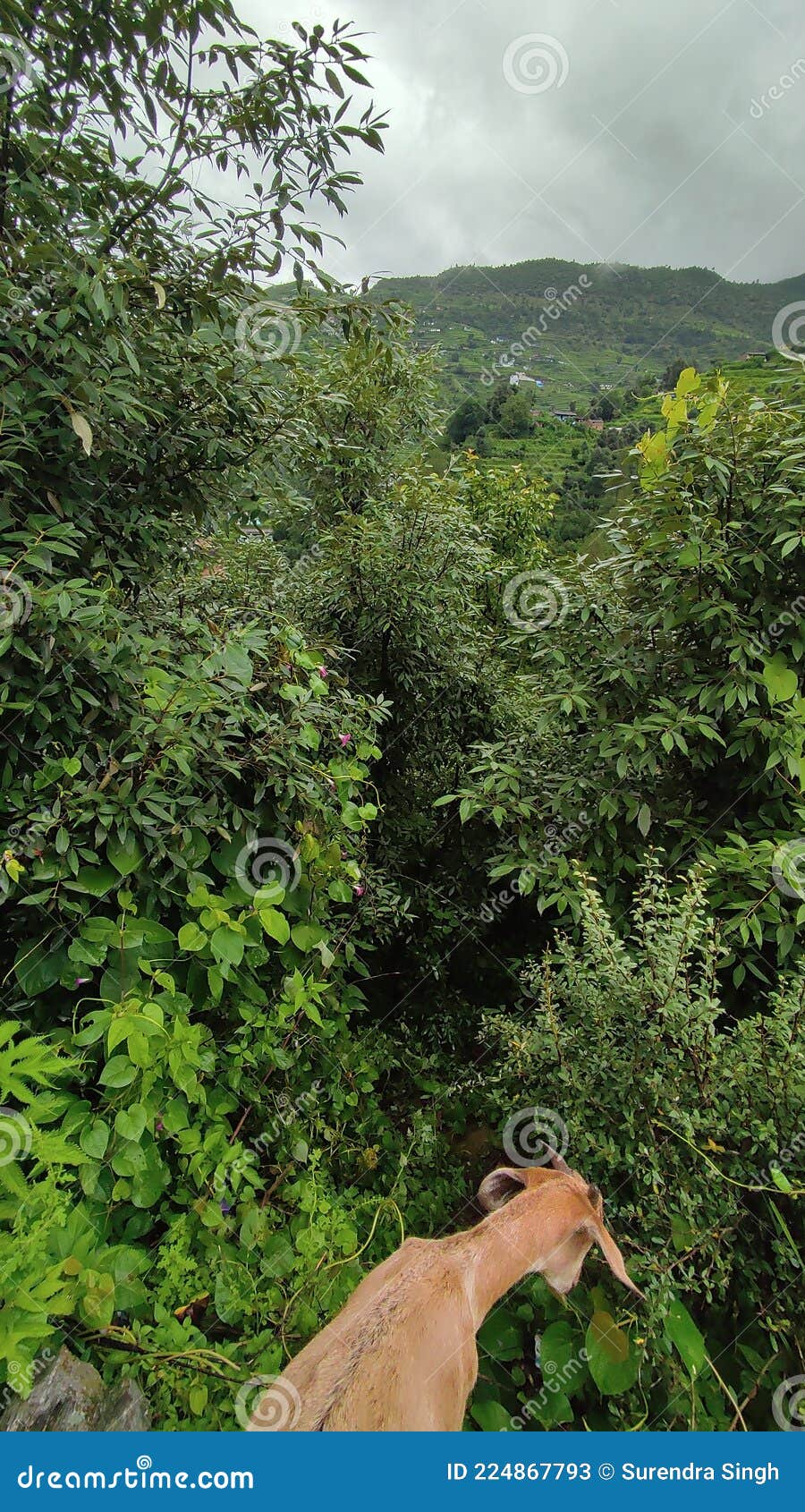 Mountain goat wonder stock image. Image of mountain - 224867793