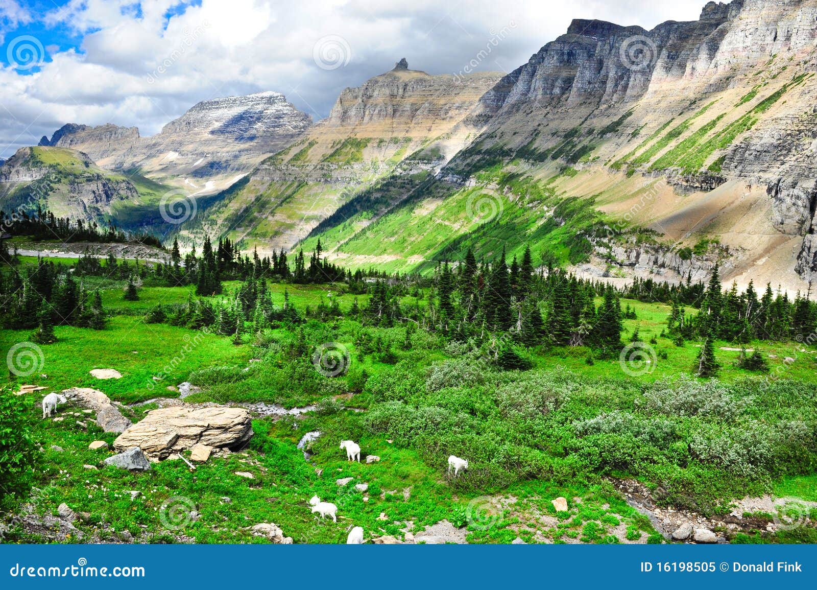 Mountain Goats In Green Grass Field, Glacier National Park, Montana ...