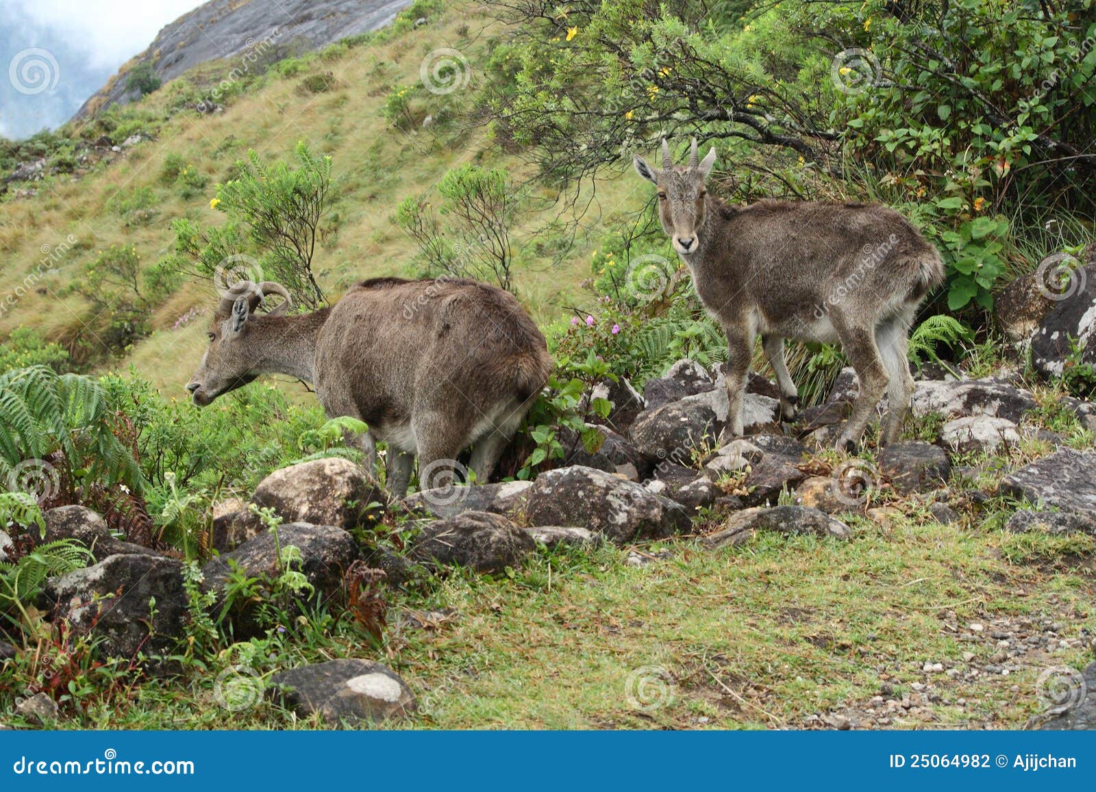 Mountain goats stock photo. Image of ridge, outdoor, scenic - 25064982