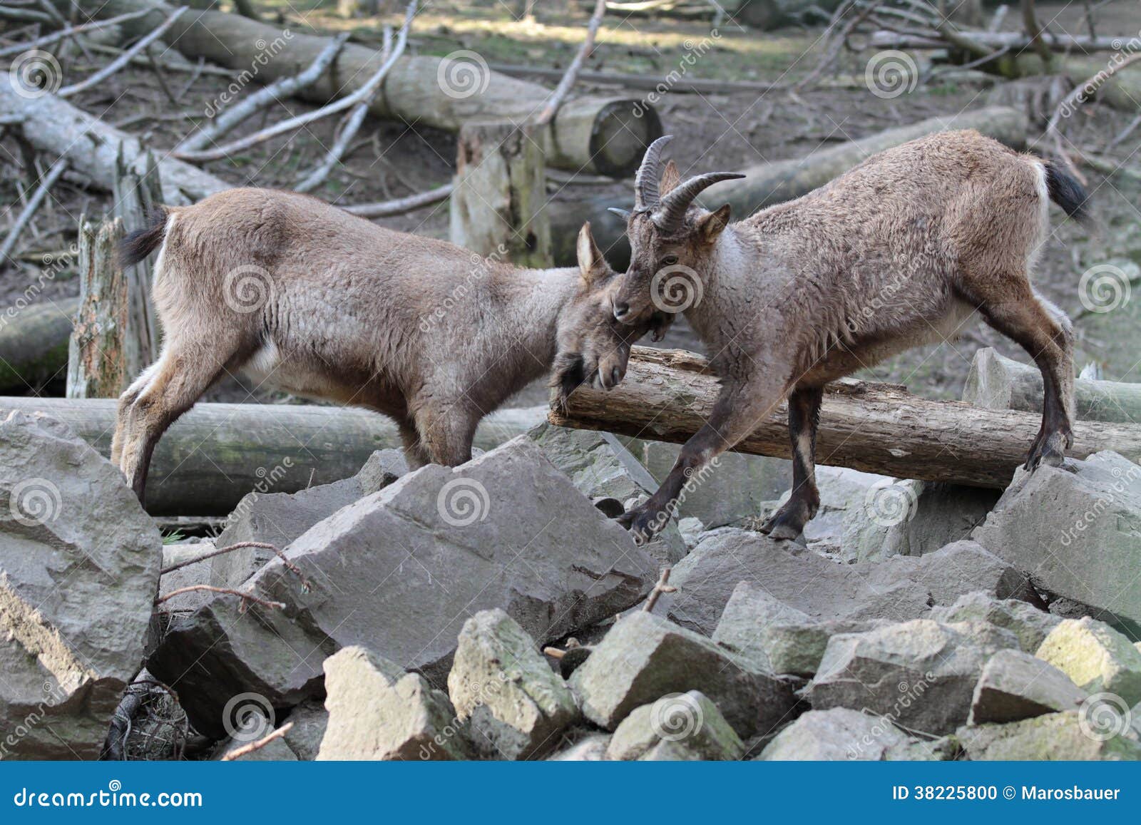 Mountain goats stock photo. Image of fight, hooves, duel - 38225800