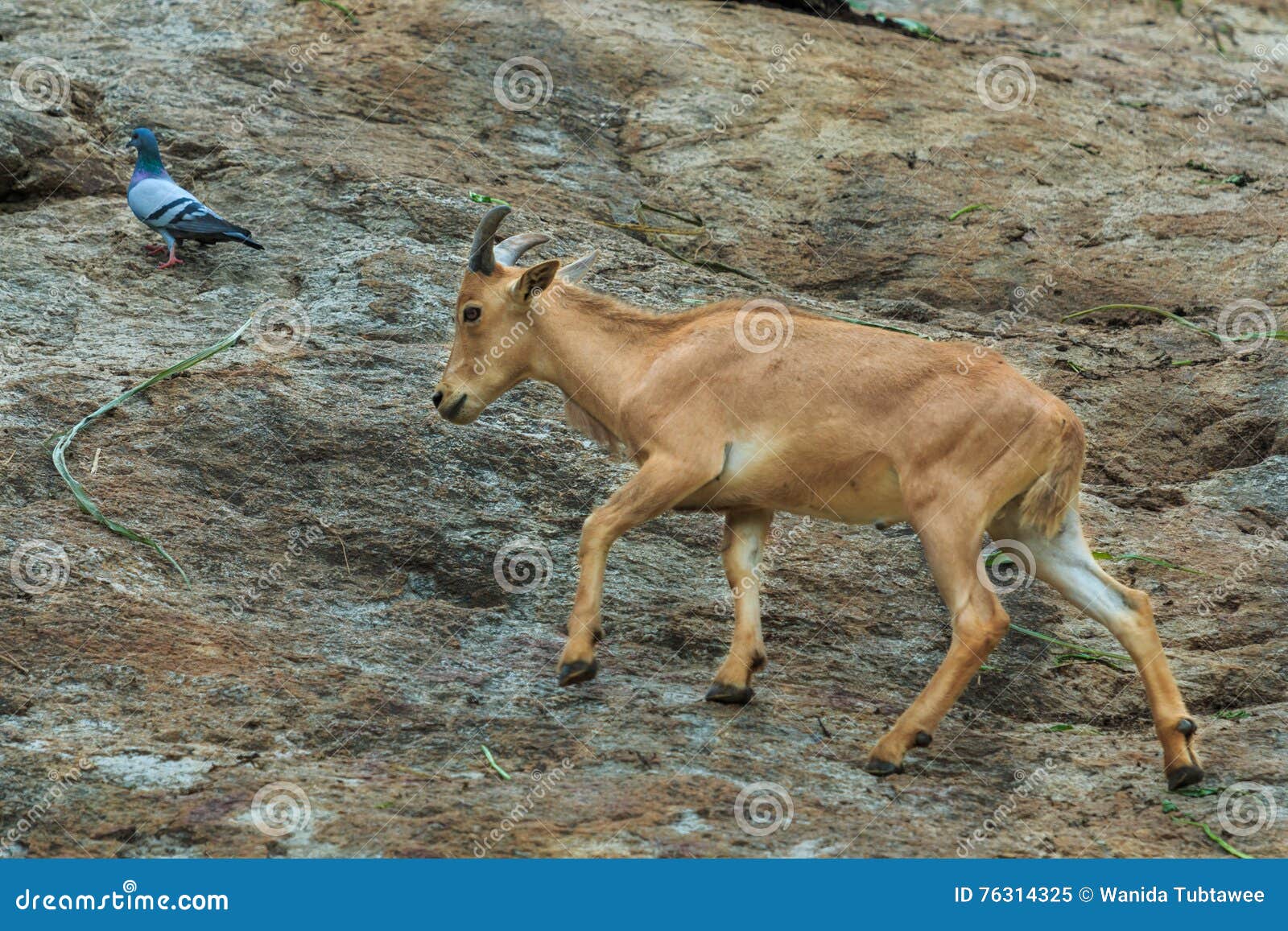 The mountain goats,animal. stock image. Image of amphibian - 76314325