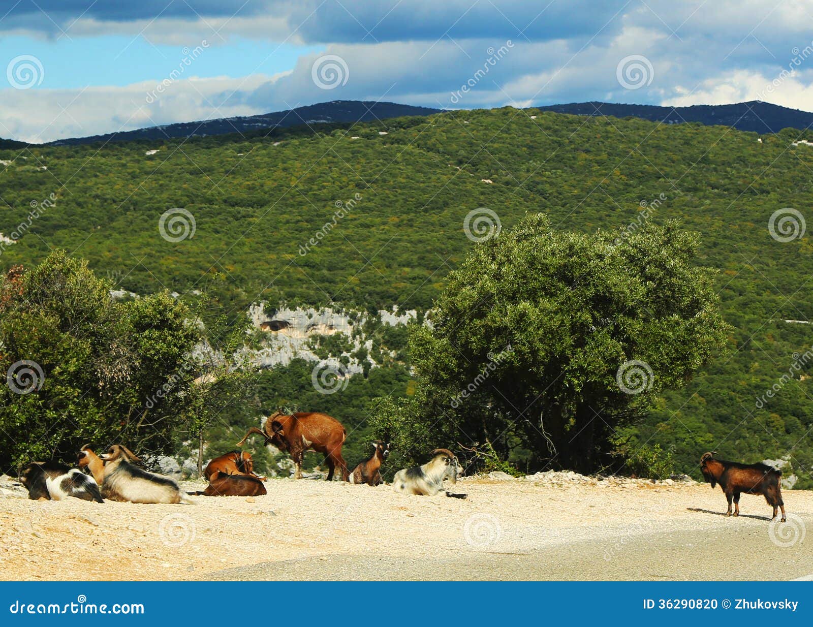 Mountain Goats in the Ardeche Gorge in France Stock Photo - Image of ...