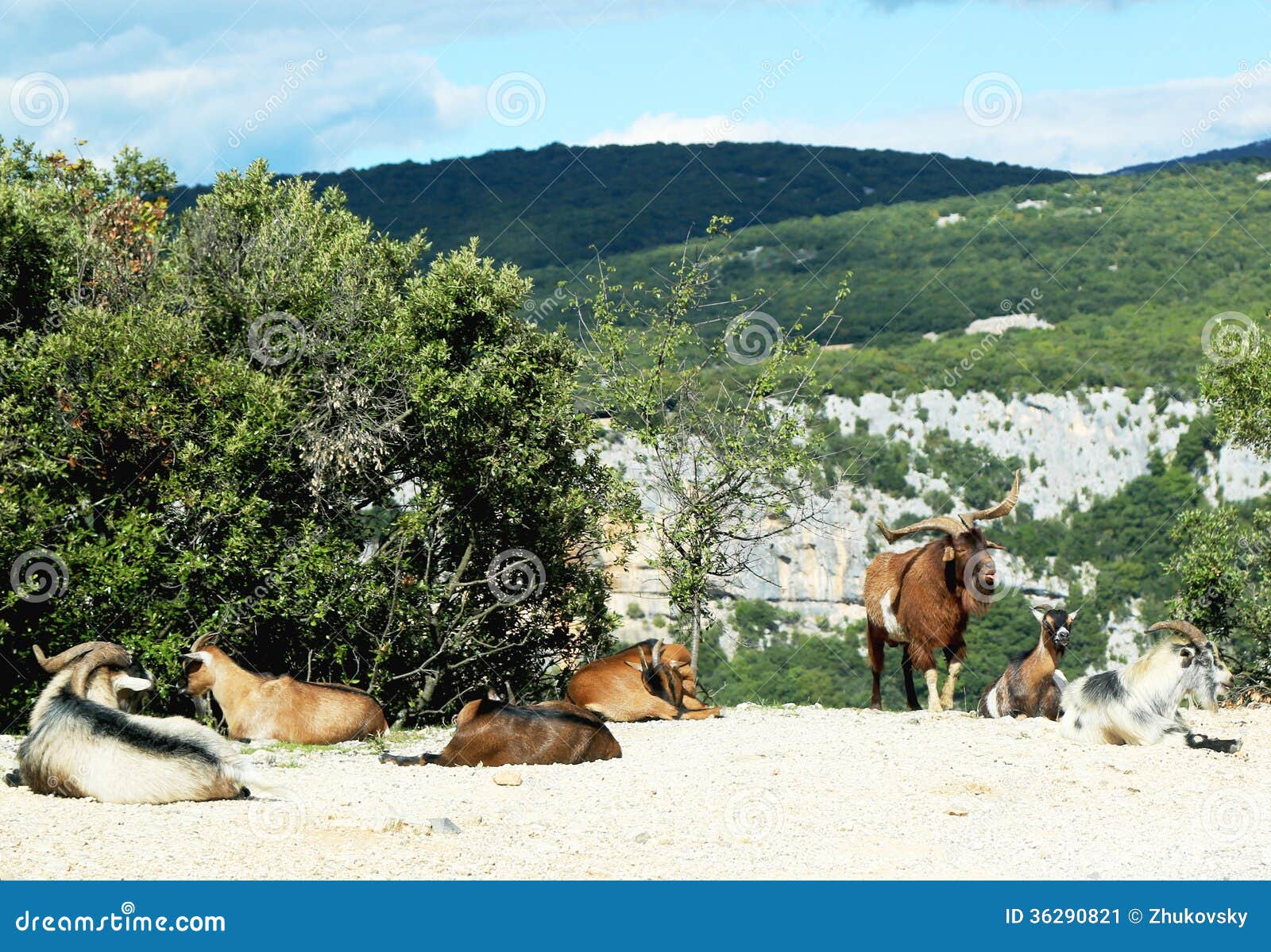Mountain Goats in the Ardeche Gorge in France Stock Image - Image of ...