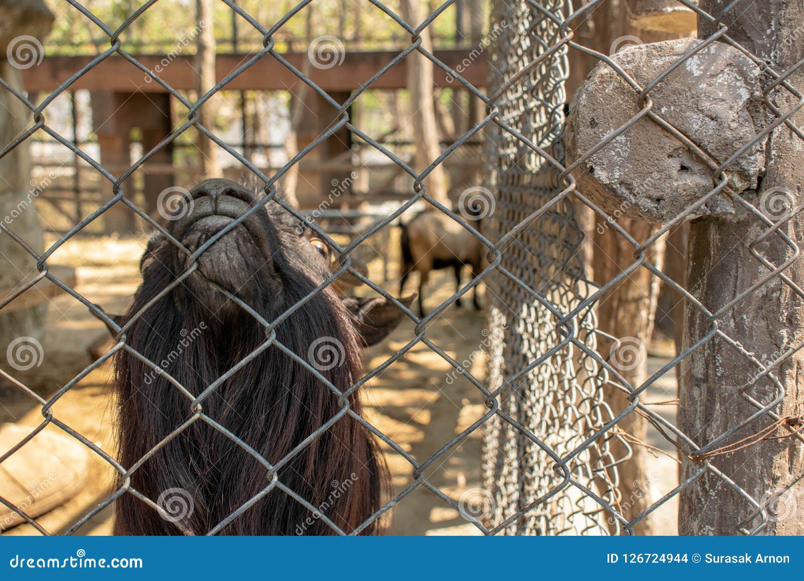 Mountain Goats are in Cages and are Looking Upwards. Stock Photo ...