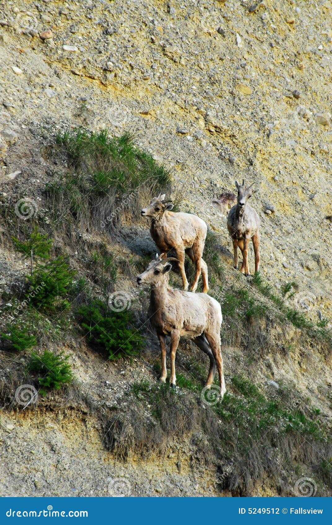Mountain goats on cliff stock photo. Image of springs - 5249512