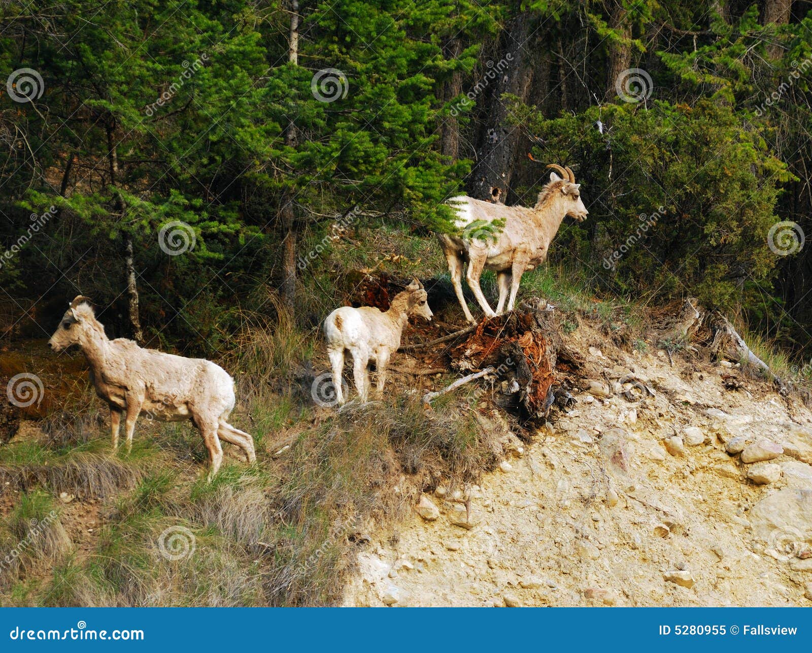 Mountain goats on cliff stock image. Image of cliff, national - 5280955