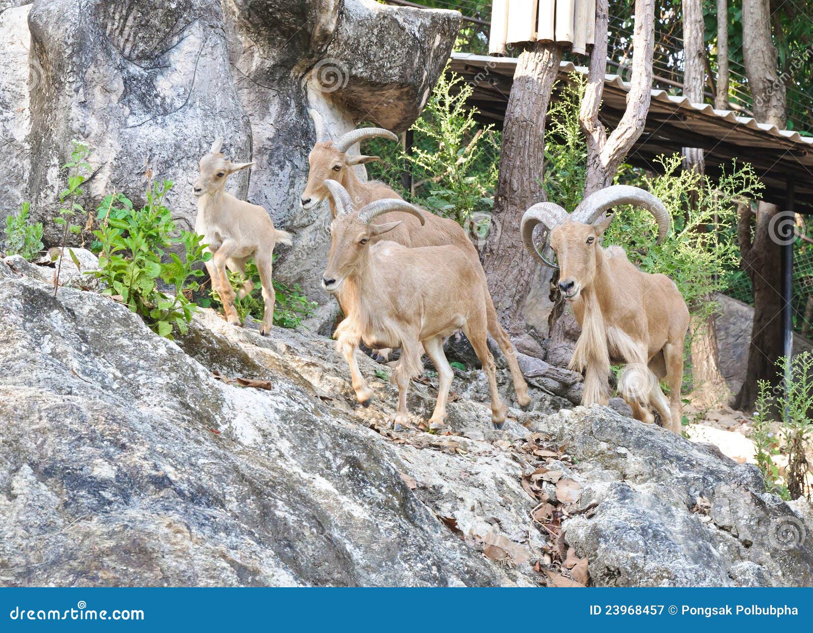 Mountain Goats family stock image. Image of arid, large - 23968457