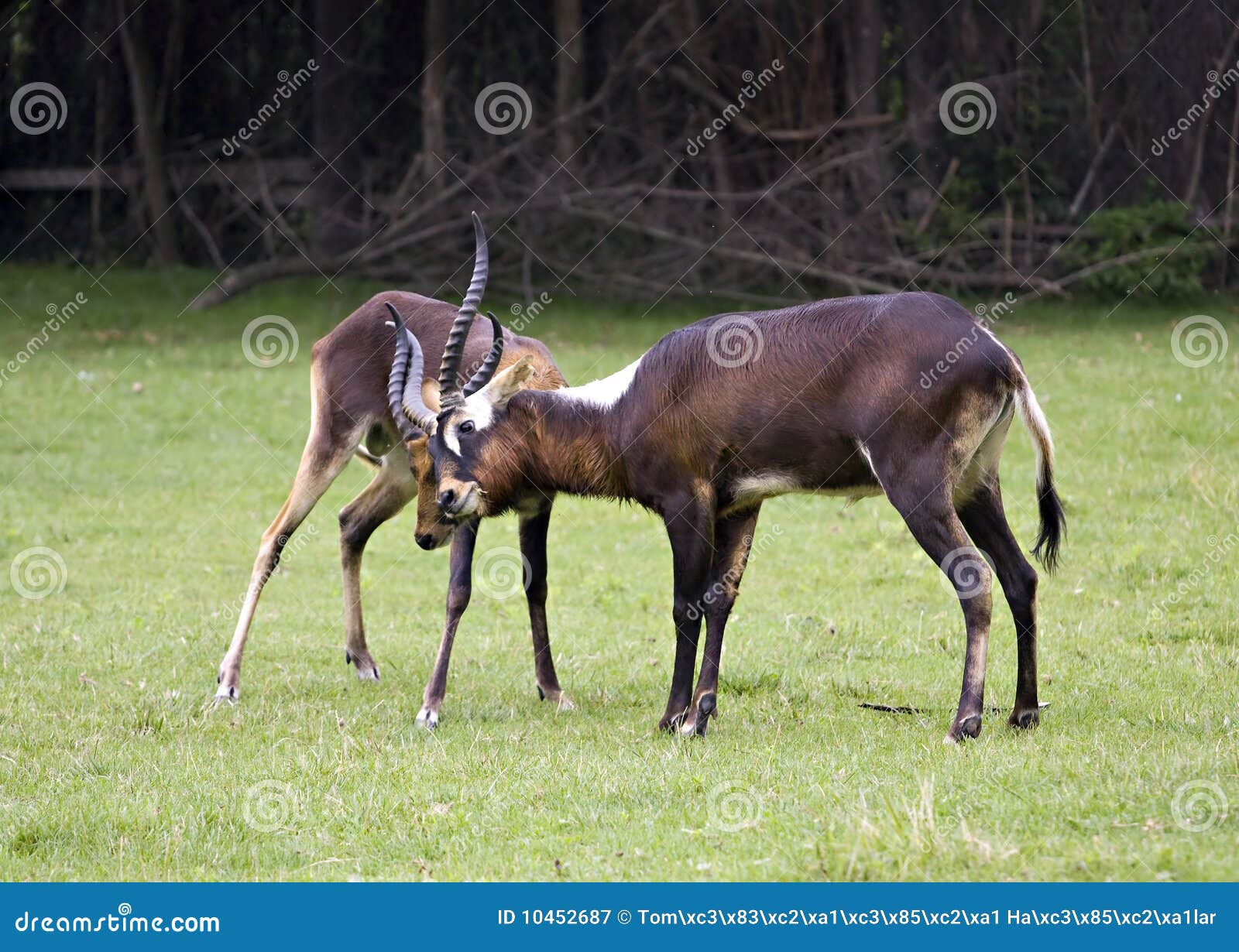 Mountain goats fighting stock image. Image of mammal - 10452687