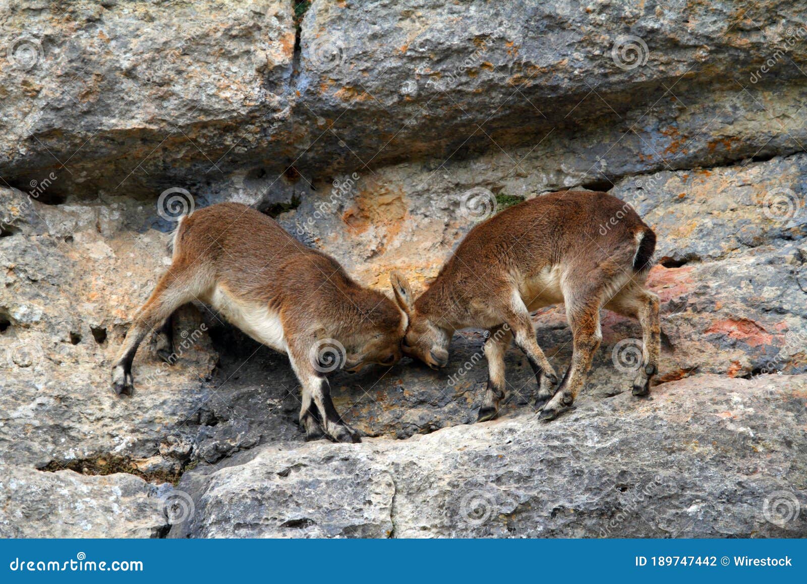 Mountain Goats Fighting on the Rocks in El Torcal, Spain Stock Photo ...