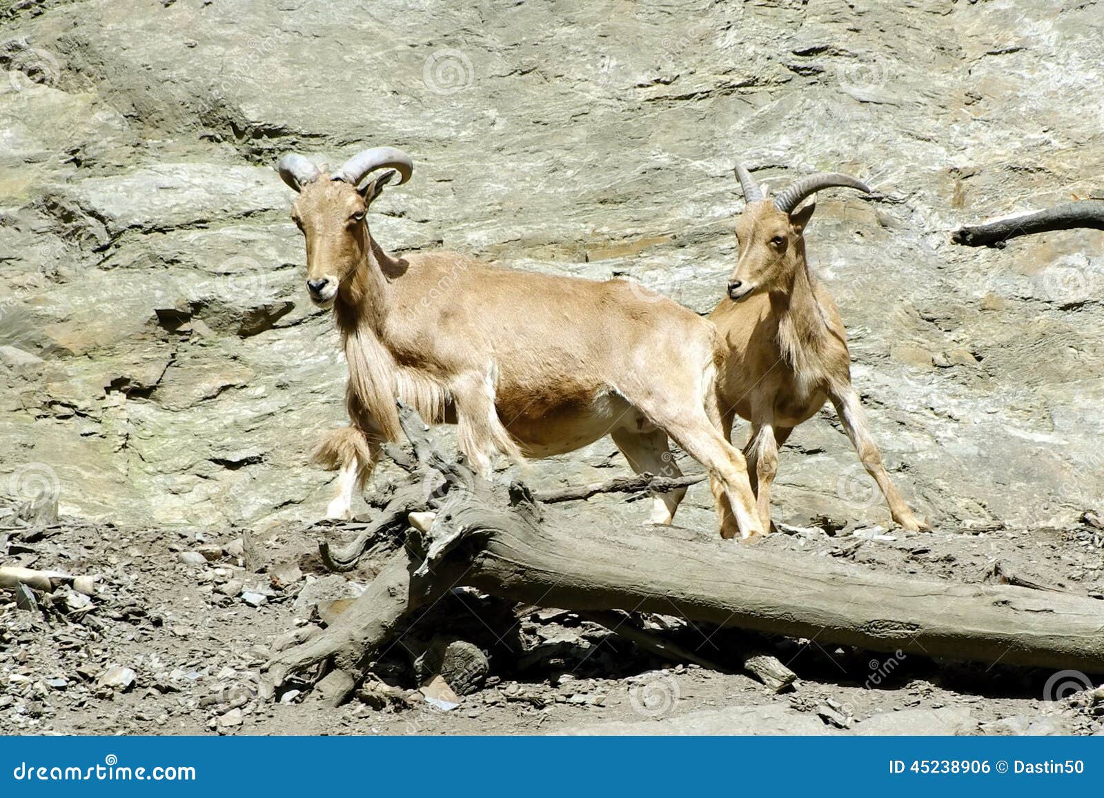 Mountain Goats, Friendly Animals at the Prague Zoo. Editorial Photo ...