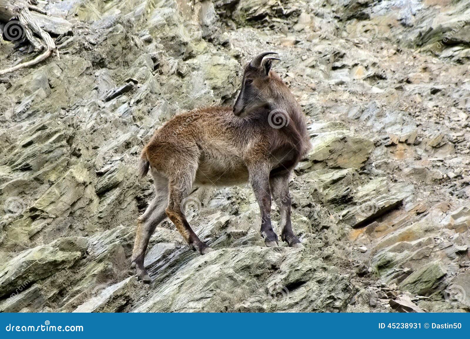 Mountain Goats In Green Grass Field, Glacier National Park, Montana ...