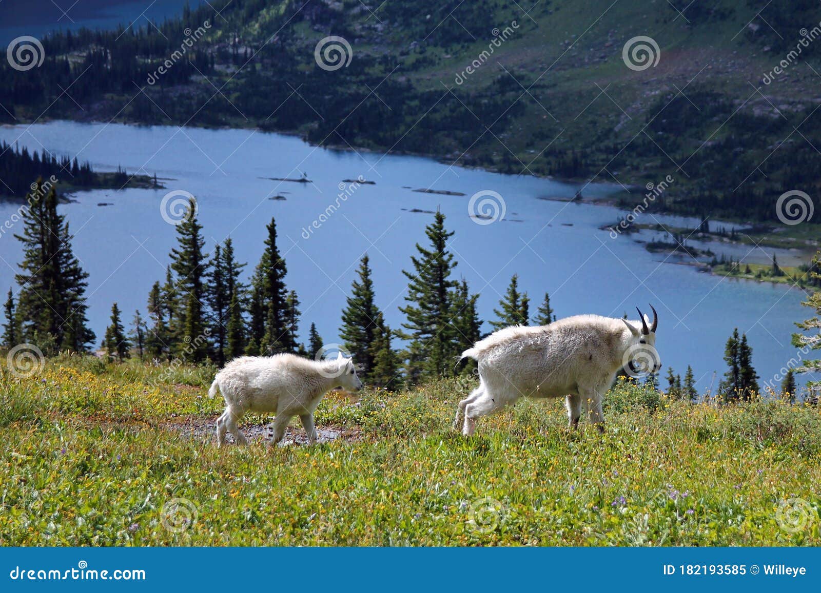 Mountain Goats in Glacier National Park Stock Image - Image of farm ...