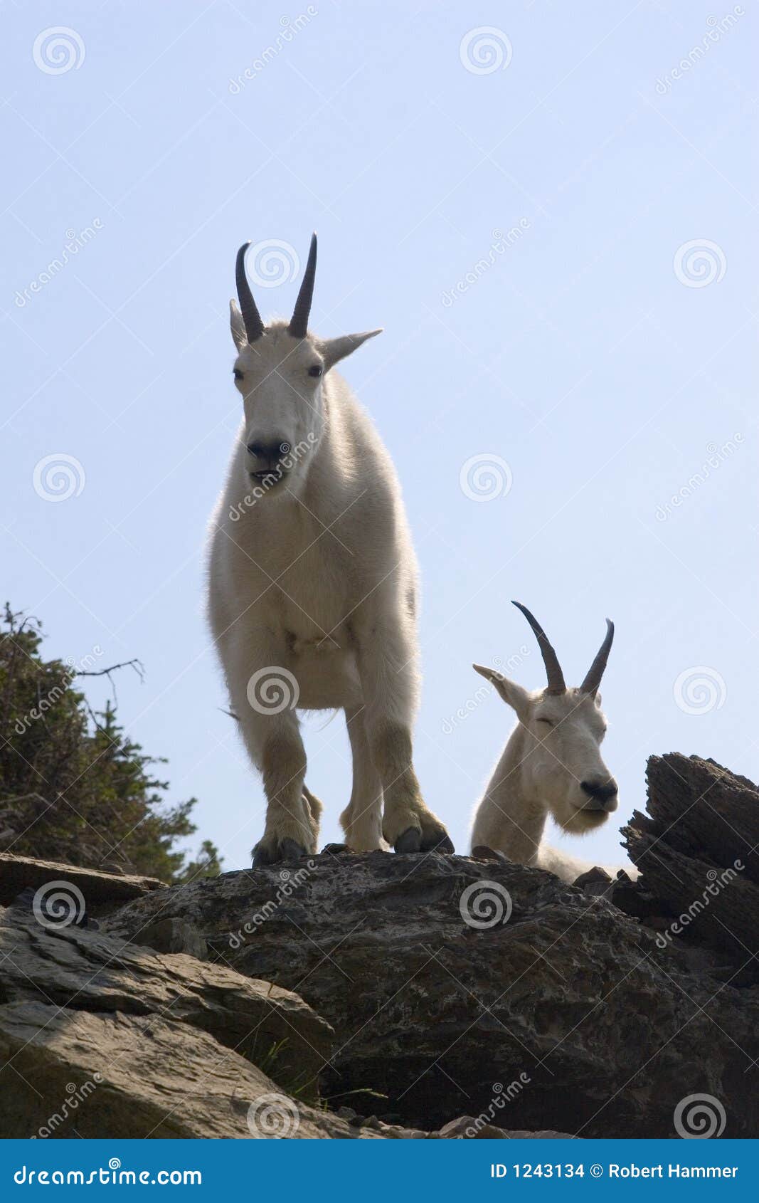 Mountain Goats on High stock photo. Image of sheep, wariness - 1243134