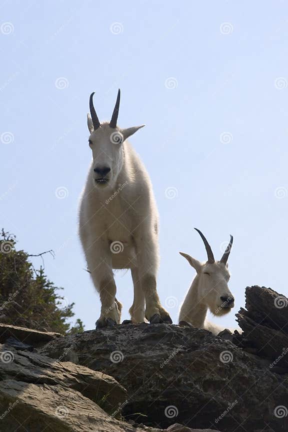 Mountain Goats on High stock photo. Image of sheep, wariness - 1243134