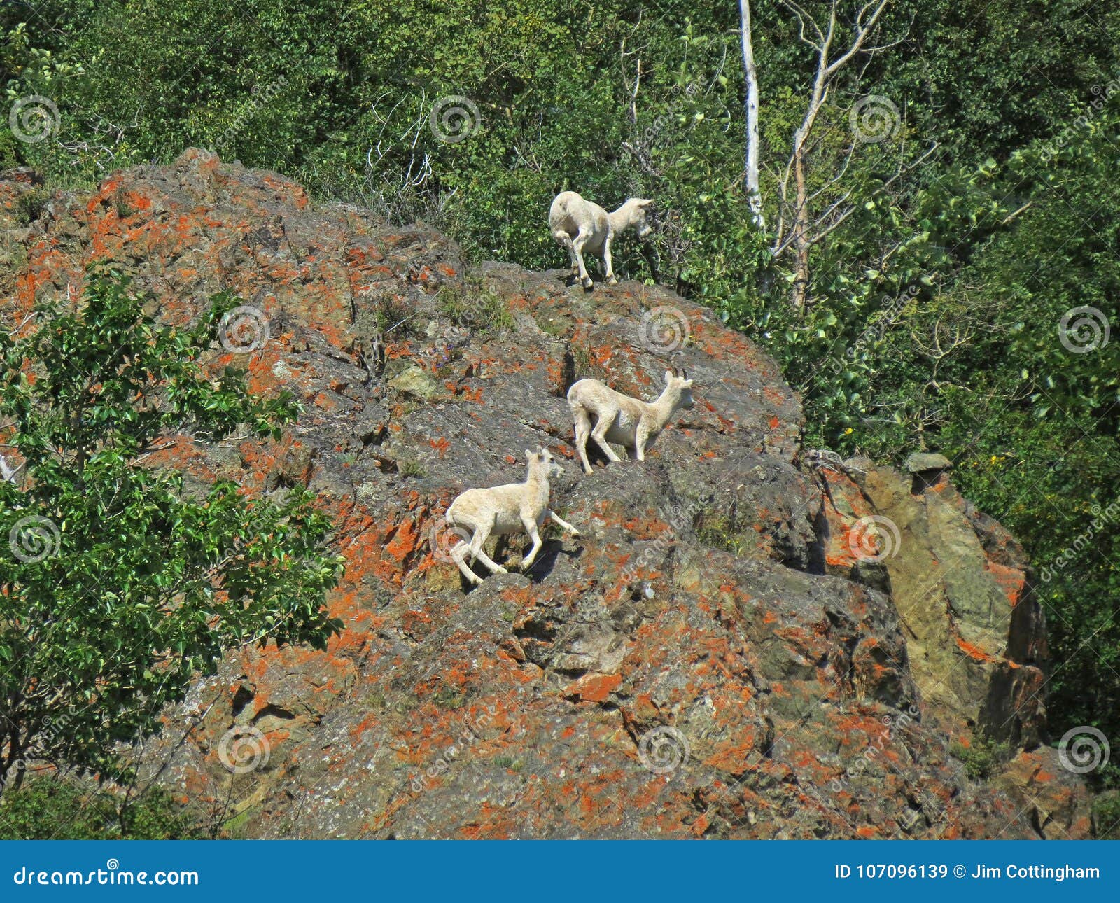Mountain Goats on Lichen Covered Rocks Stock Image - Image of mountain ...