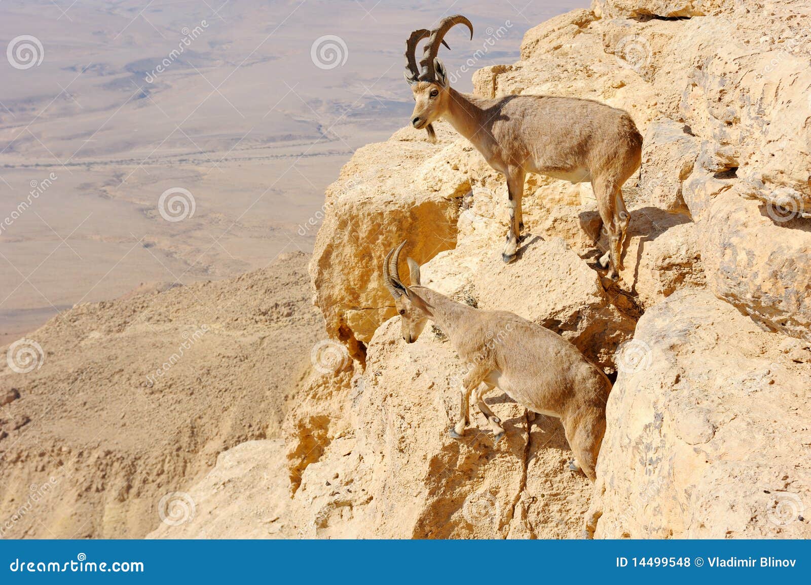 697 Israel Goats Stock Photos - Free & Royalty-Free Stock Photos from ...