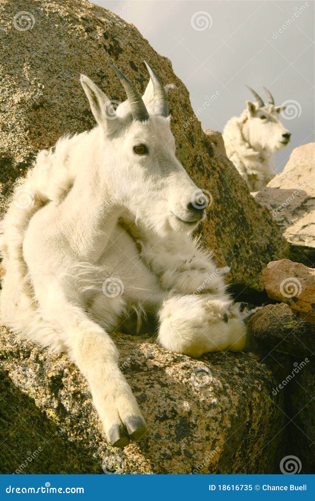 Mountain Goat on Rocky Ledge Stock Image - Image of looks, americanus ...