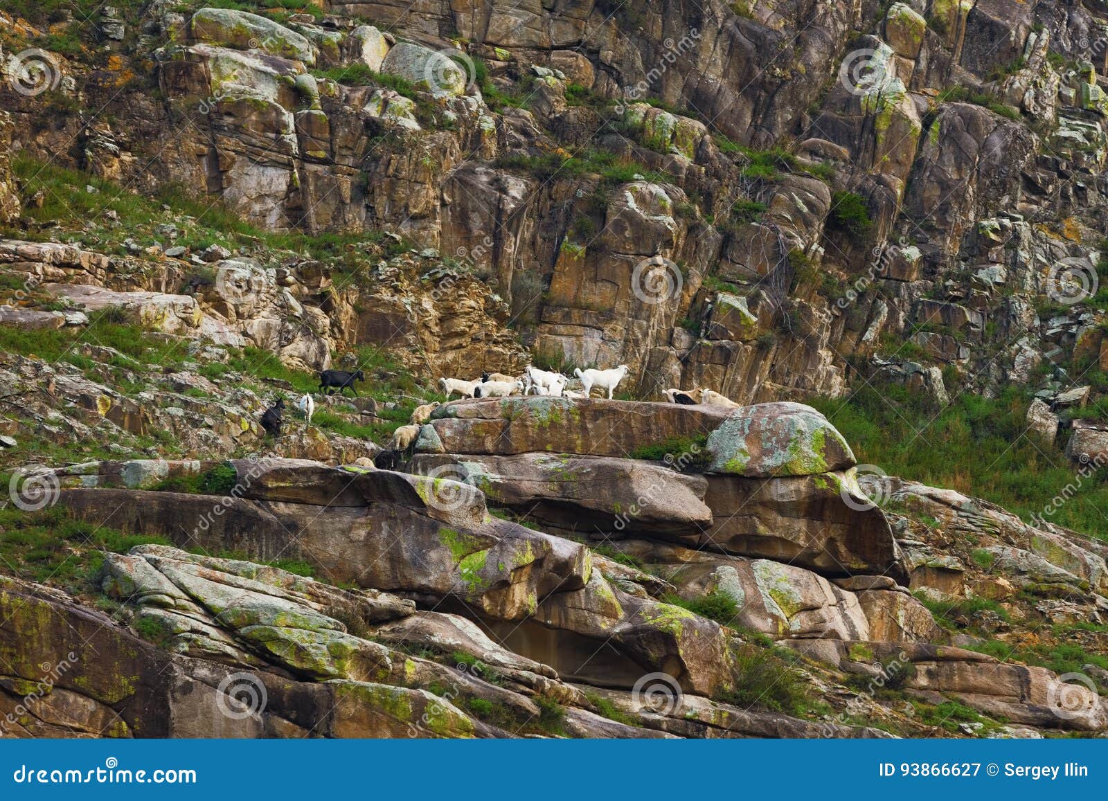 Mountain Goats on Slope. Altai Russia Stock Image - Image of pattern ...