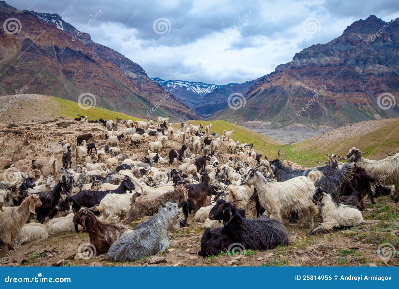 Mountain Goats In Green Grass Field, Glacier National Park, Montana ...