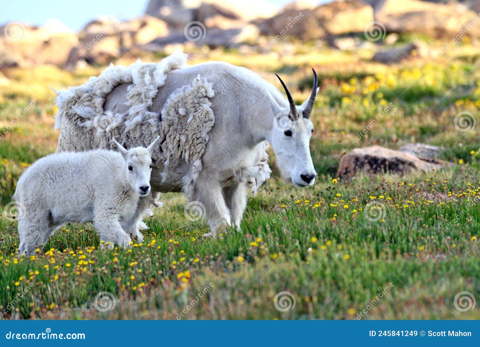Mountain Goat Stroll stock image. Image of farm, goat - 245841249