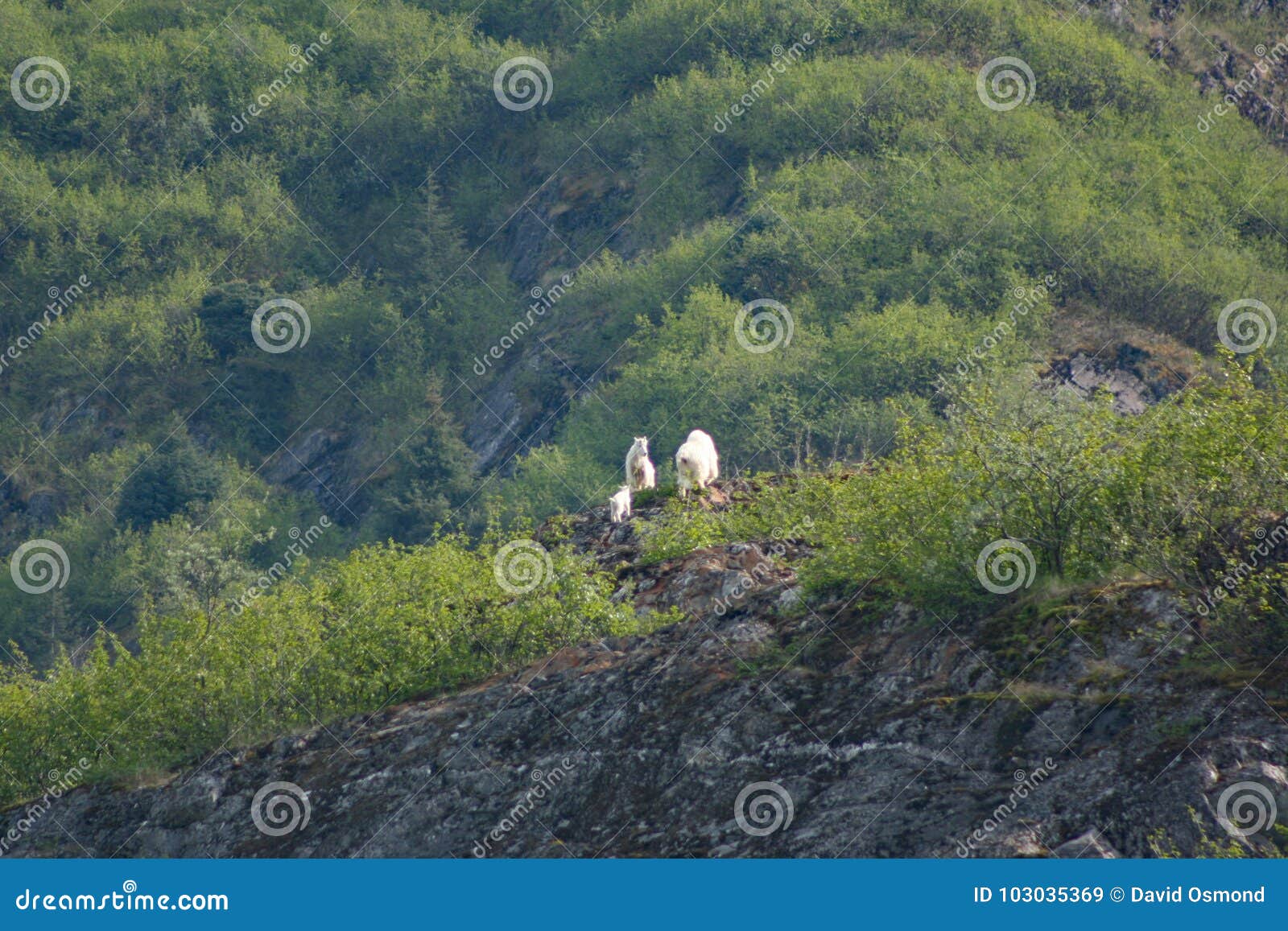 Mountain Goats on a Rocky Ledge in Alaska Stock Image - Image of ...
