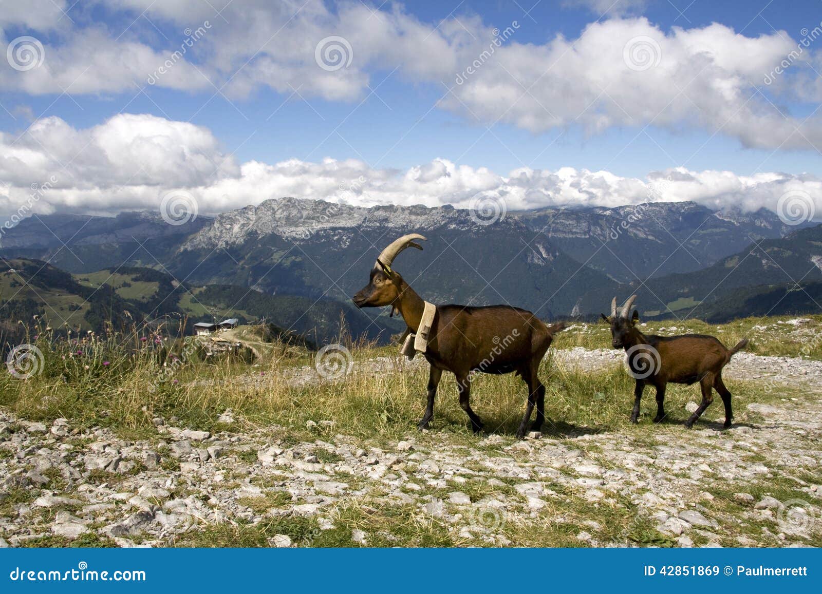 Mountain goats stock image. Image of panorama, bells - 42851869