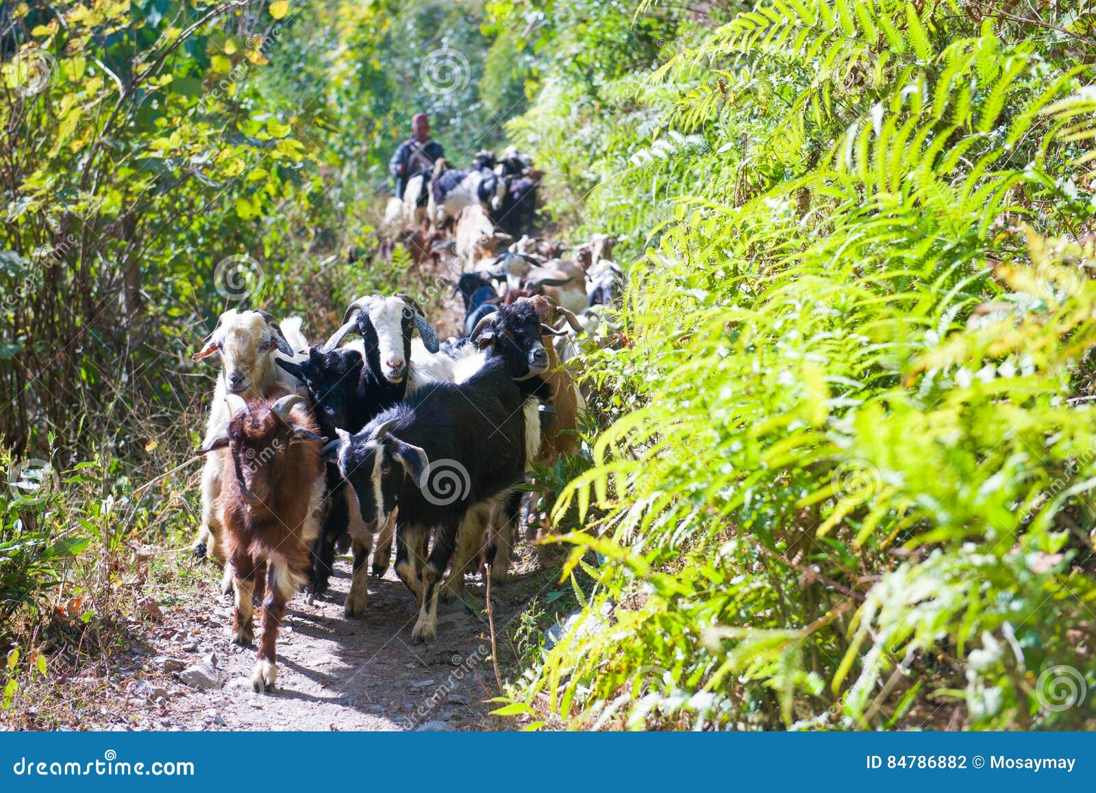 The Mountain Goats is Walking To Mountain Stock Photo - Image of live ...