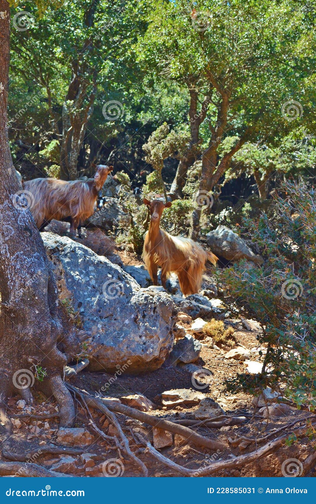 Mountain Goats in the White Mountains in Omalos in Crete, Greece Stock ...
