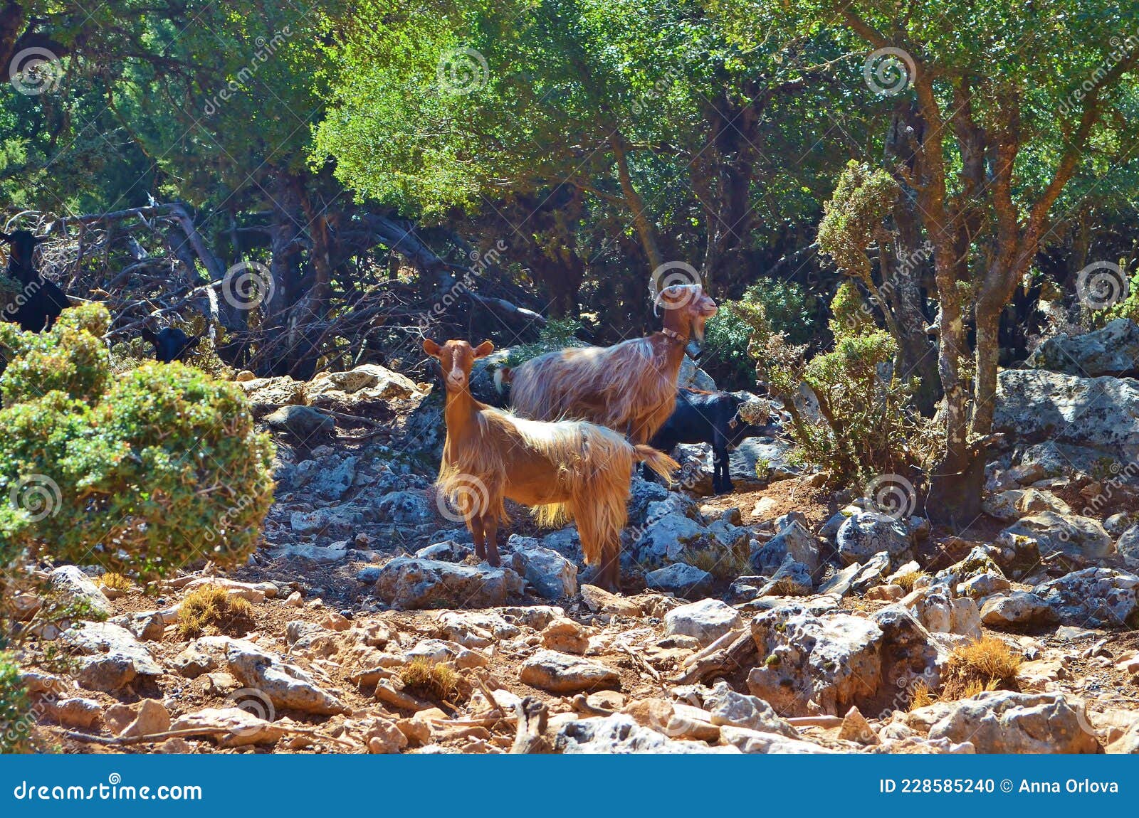 Mountain Goats in the White Mountains in Omalos in Crete, Greece Stock ...