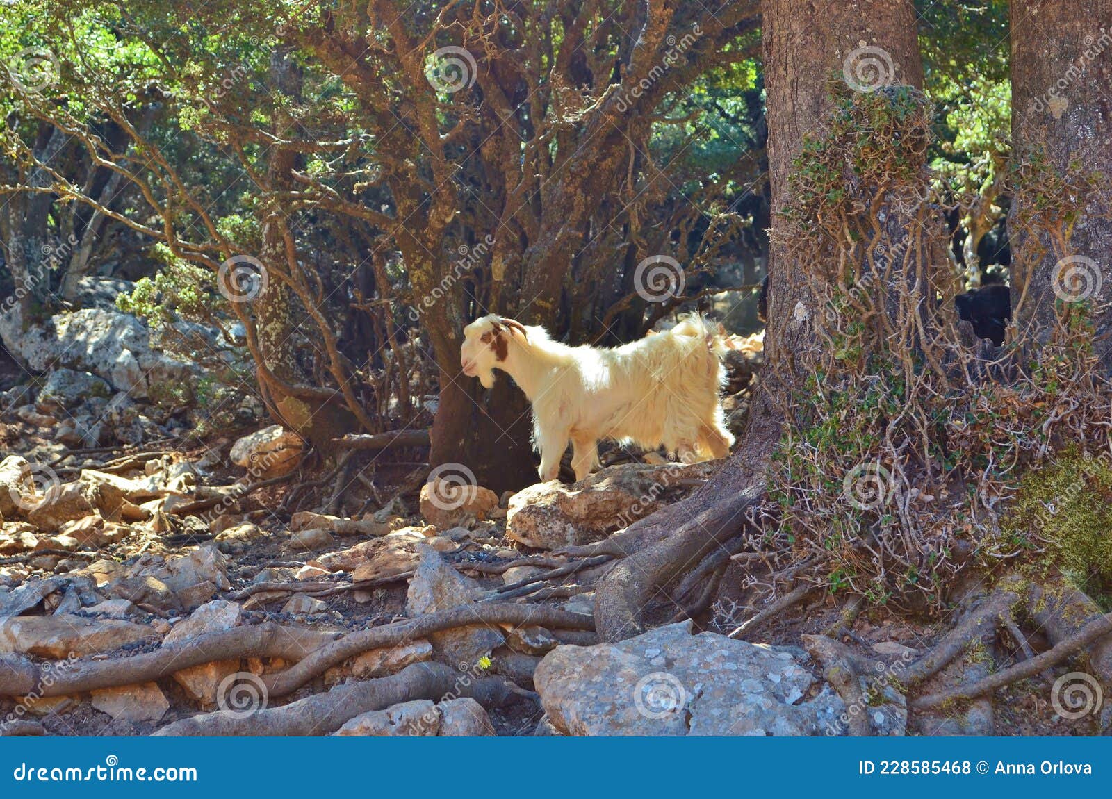 Mountain Goats in the White Mountains in Omalos in Crete, Greece Stock ...
