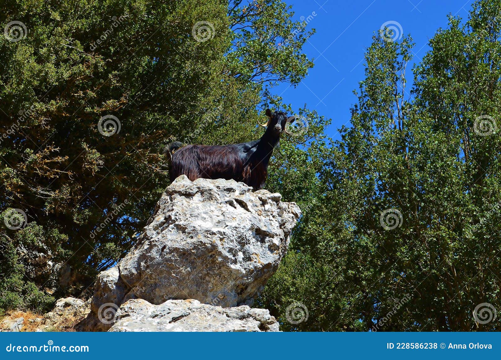 Mountain Goats in the White Mountains in Omalos in Crete, Greece Stock ...