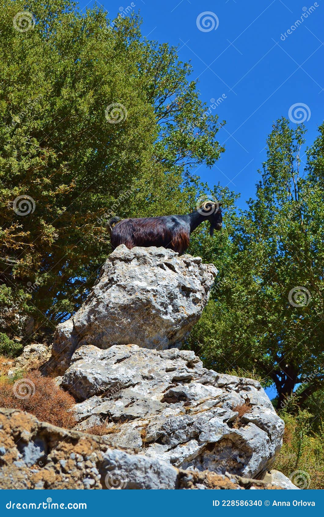 Mountain Goats in the White Mountains in Omalos in Crete, Greece Stock ...