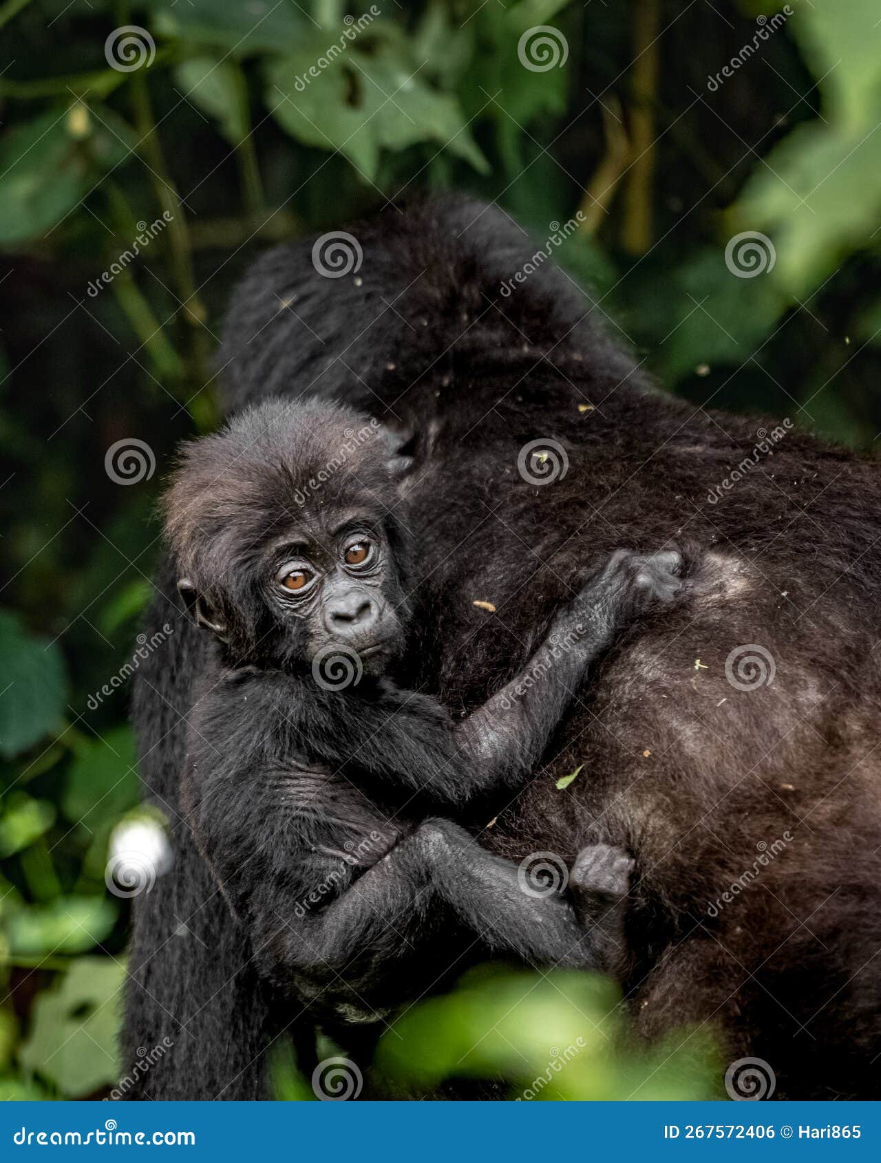 Mountain Gorilla - Female Wih Baby Stock Photo - Image of worms, social ...