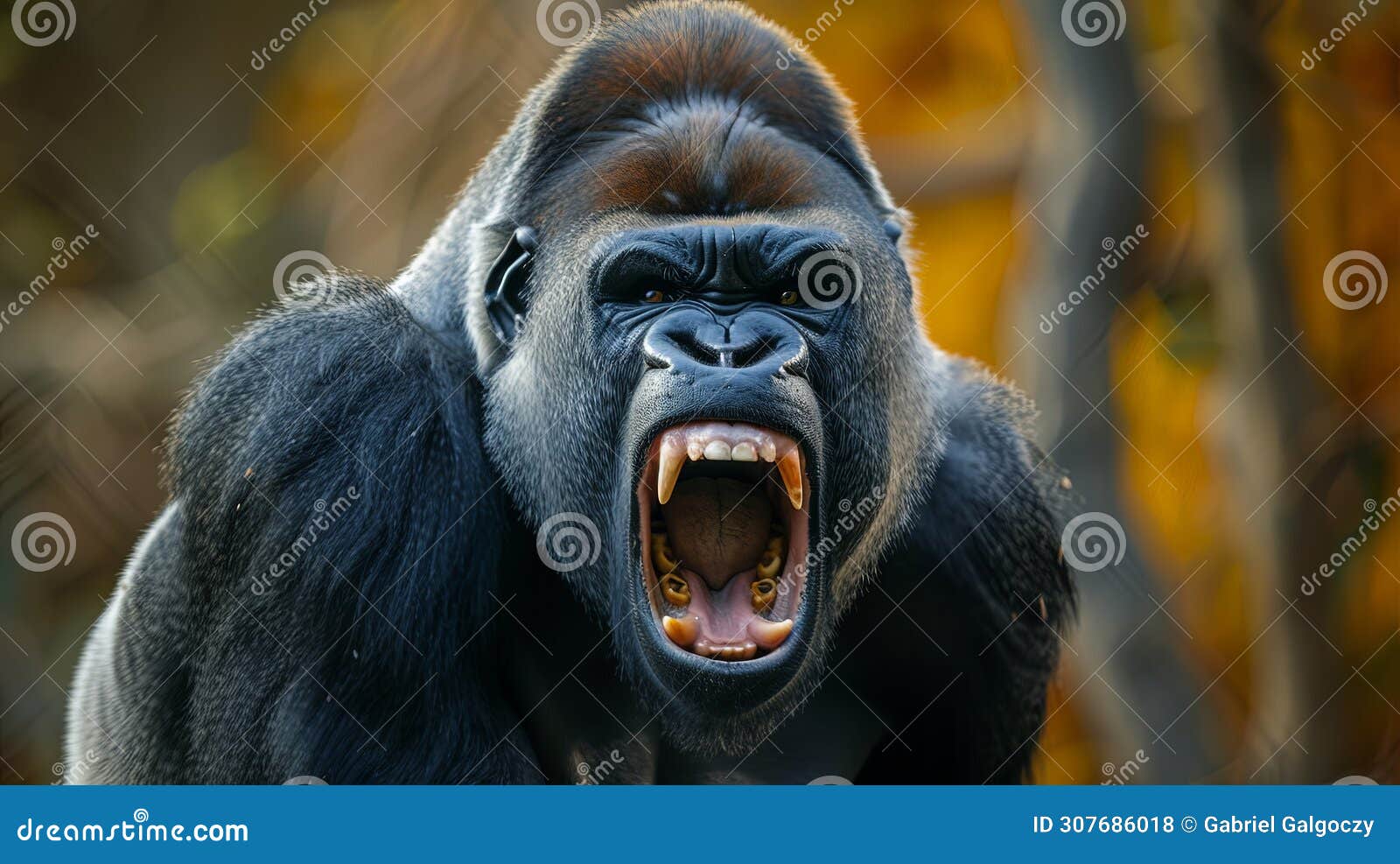 Mountain Gorilla Portrait With Teeth Showing Stock Photo ...