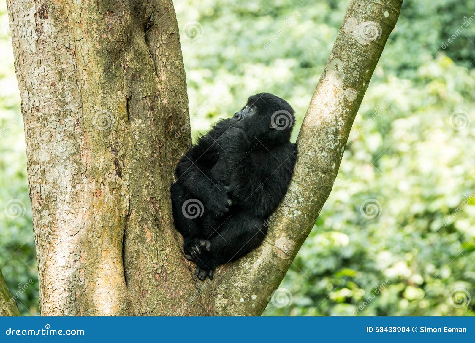 Mountain gorilla in a tree stock photo. Image of africa - 68438904