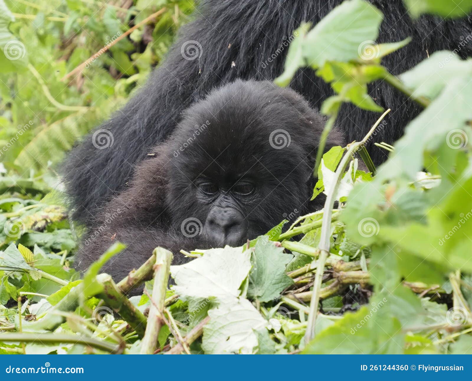 Mountain Gorillas in Rwanda Stock Photo - Image of animals, parc: 261244360