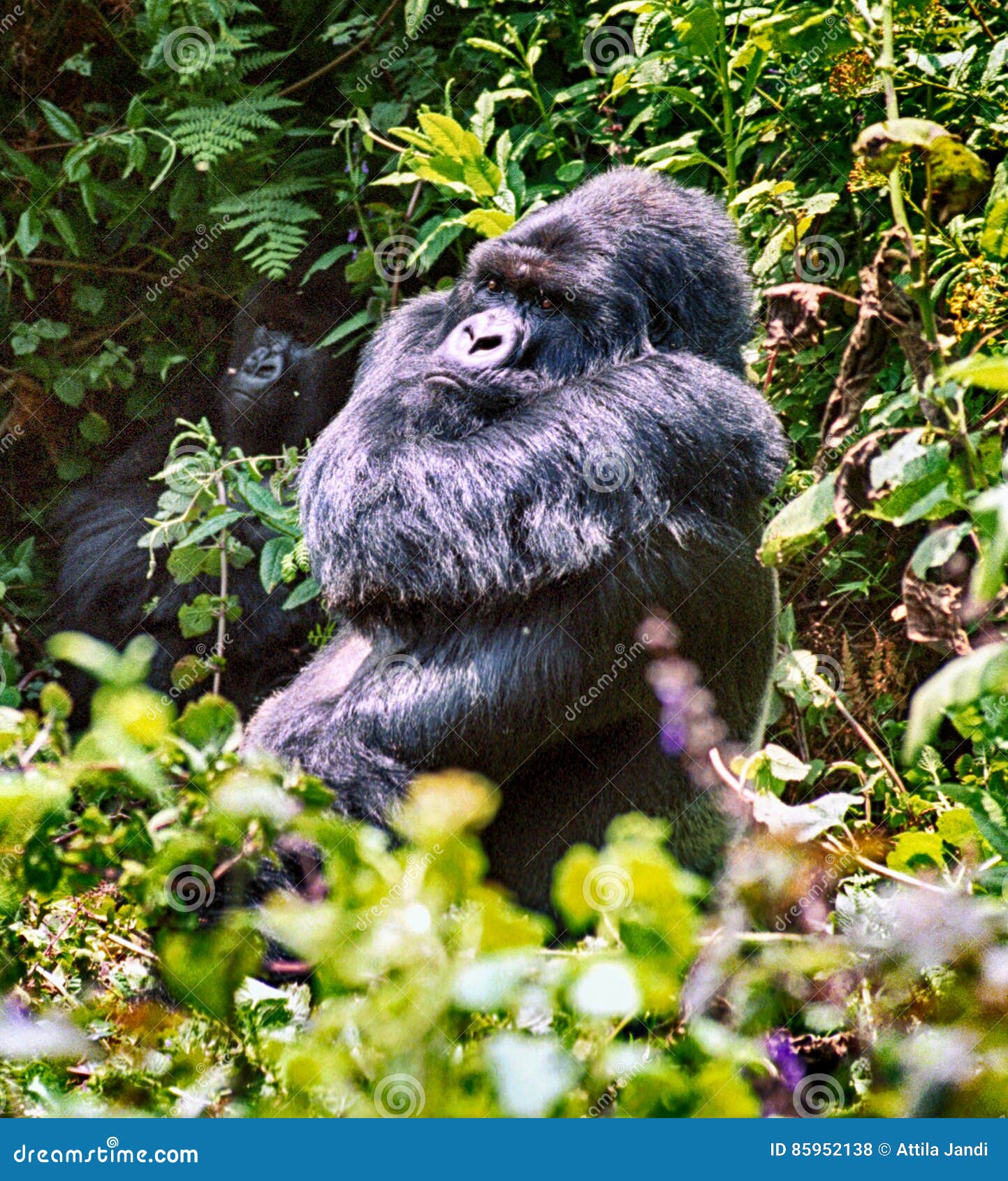 Mountain Gorillas, Volcano National Park, Rwanda Stock Photo - Image of ...