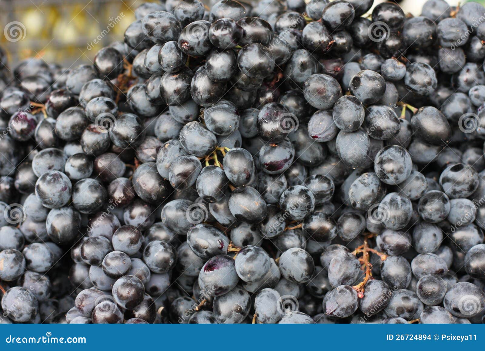 Mountain grapes stock photo. Image of grapes, healthy - 26724894